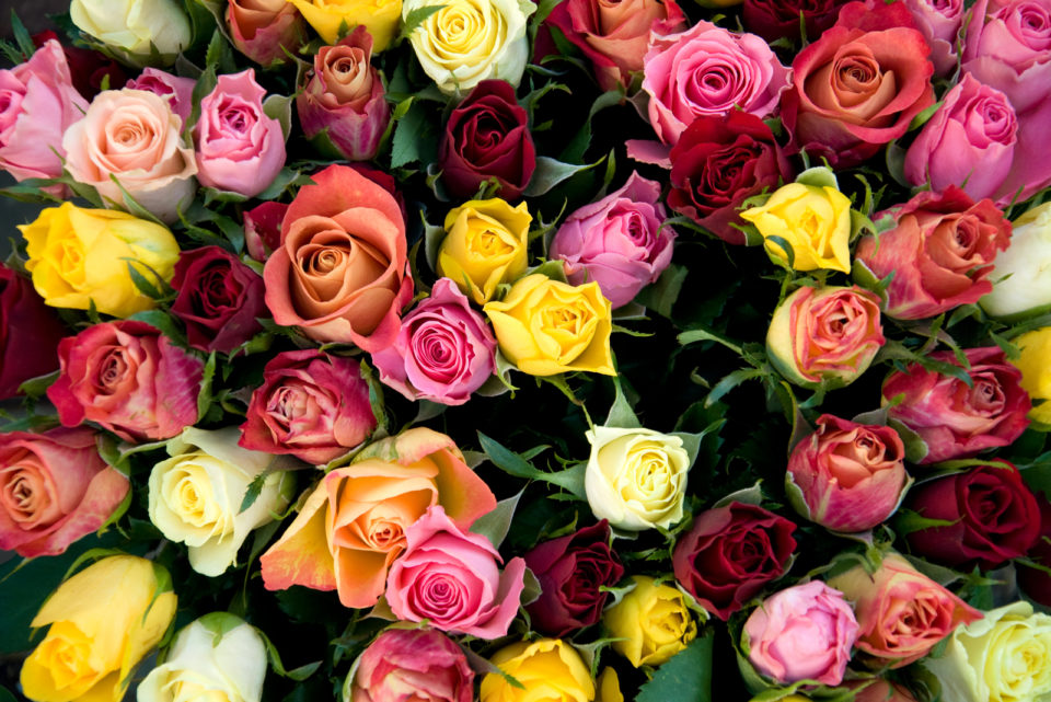 Rote Rosen: Bedeutung und Botschaften der Blumenkönigin!