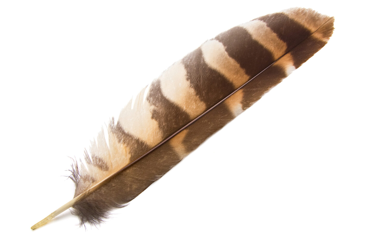 Die braune Feder und ihre Bedeutung: Bodenständig durchs Leben