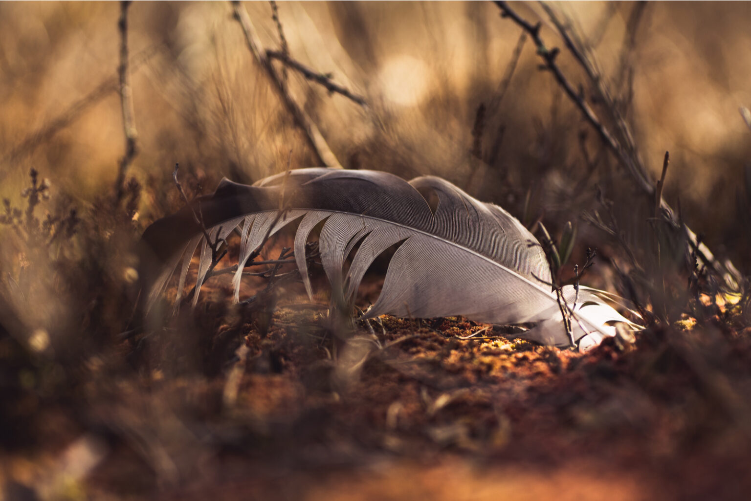 Die braune Feder und ihre Bedeutung: Bodenständig durchs Leben